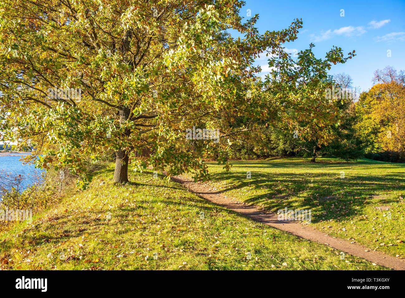 autumn golden colored park with trees and sun rays in fall in sunny ...