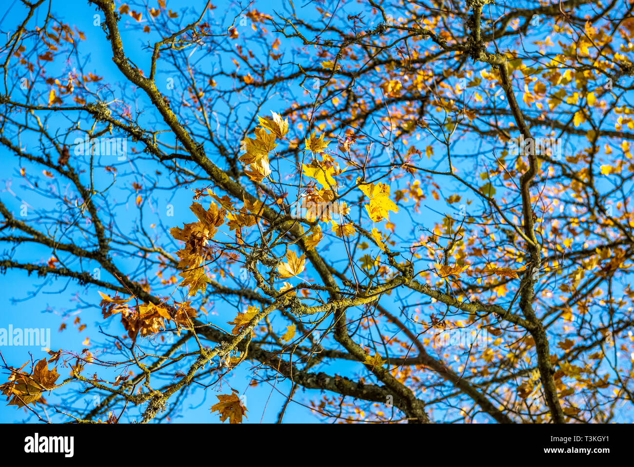 autumn golden colored park with trees and sun rays in fall in sunny ...