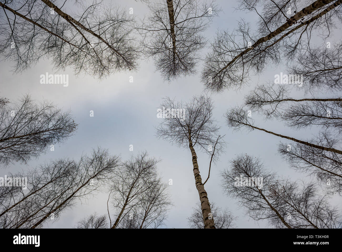 birch trees in spring. mass of trunks on green background Stock Photo ...
