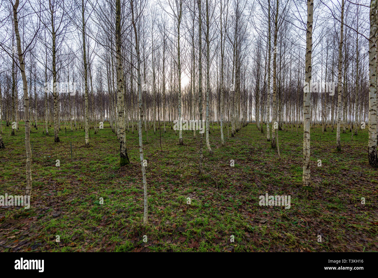 birch trees in spring. mass of trunks on green background Stock Photo ...