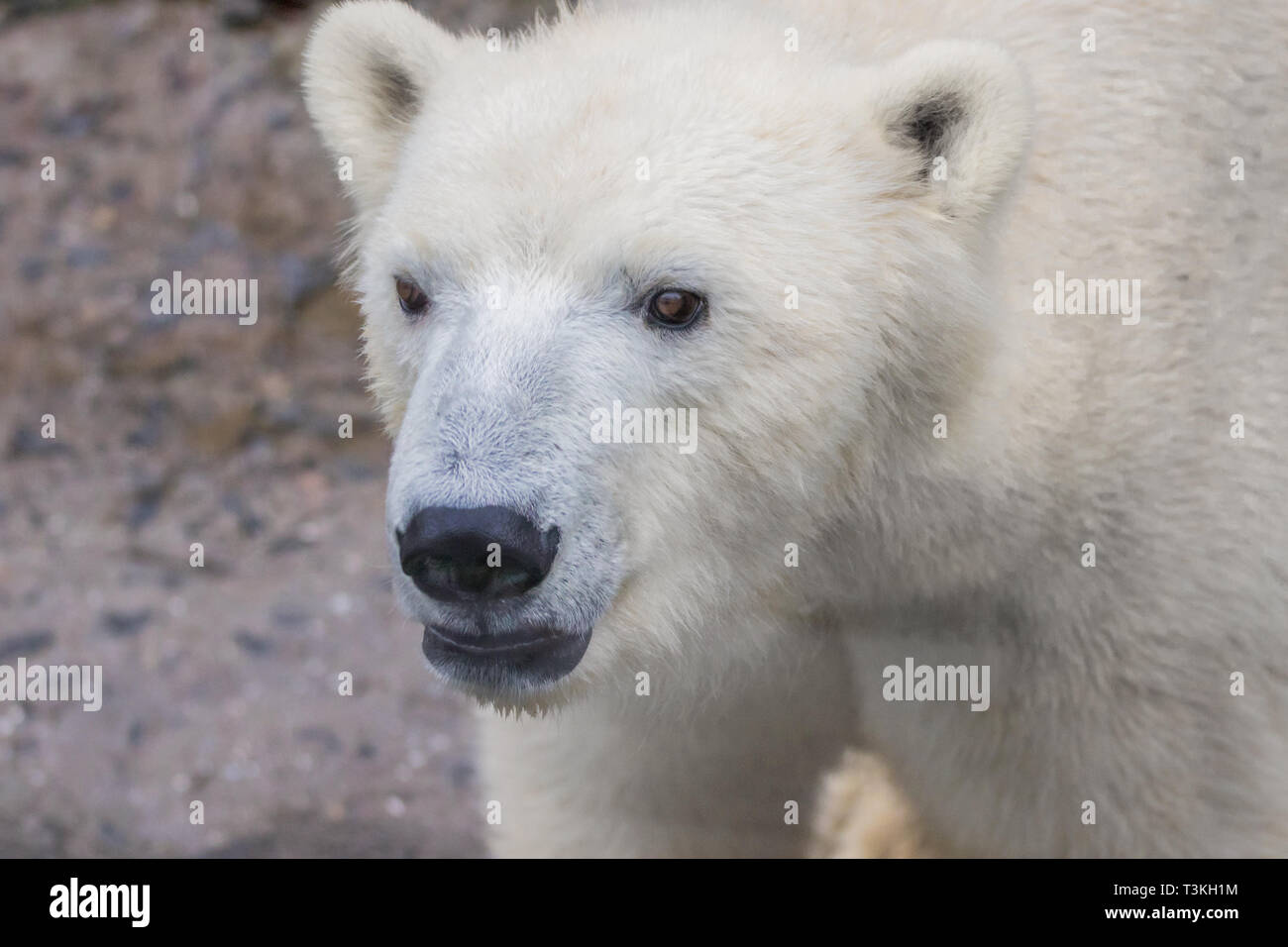 image of the muzzle of a wild animal polar bear Stock Photo - Alamy