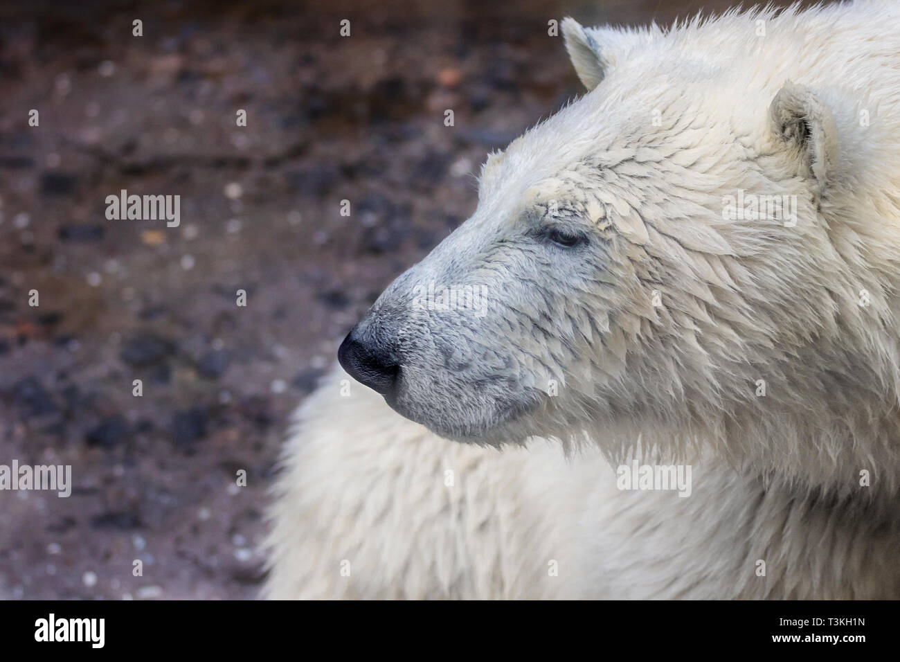 image of the muzzle of a wild animal polar bear Stock Photo - Alamy