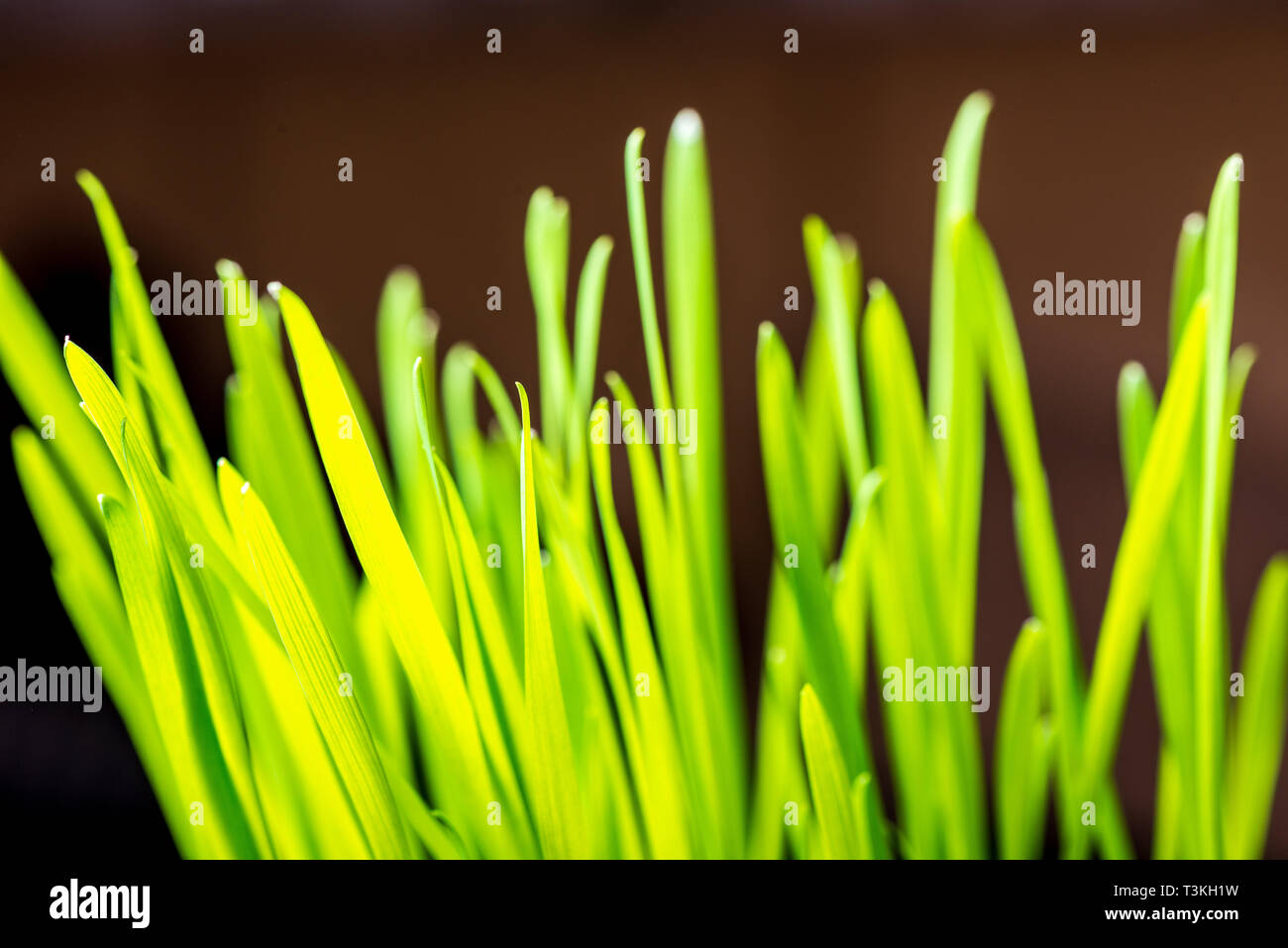 colorful flowers on black background. studio composition with roses and ...