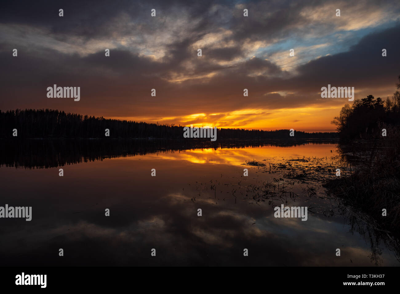 orange red sunset in winter in woods with calm water in river Stock ...