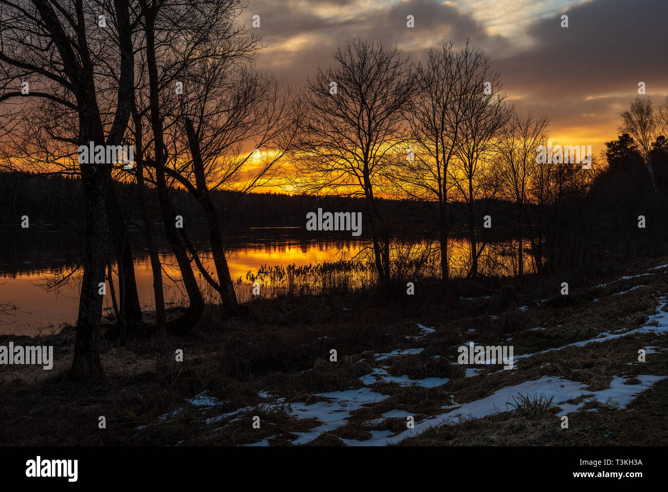 orange red sunset in winter in woods with calm water in river Stock ...