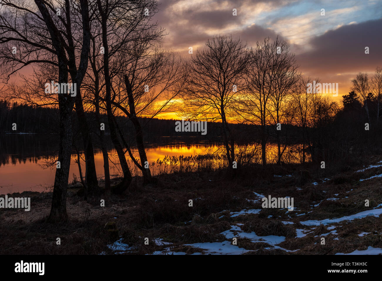 orange red sunset in winter in woods with calm water in river Stock ...