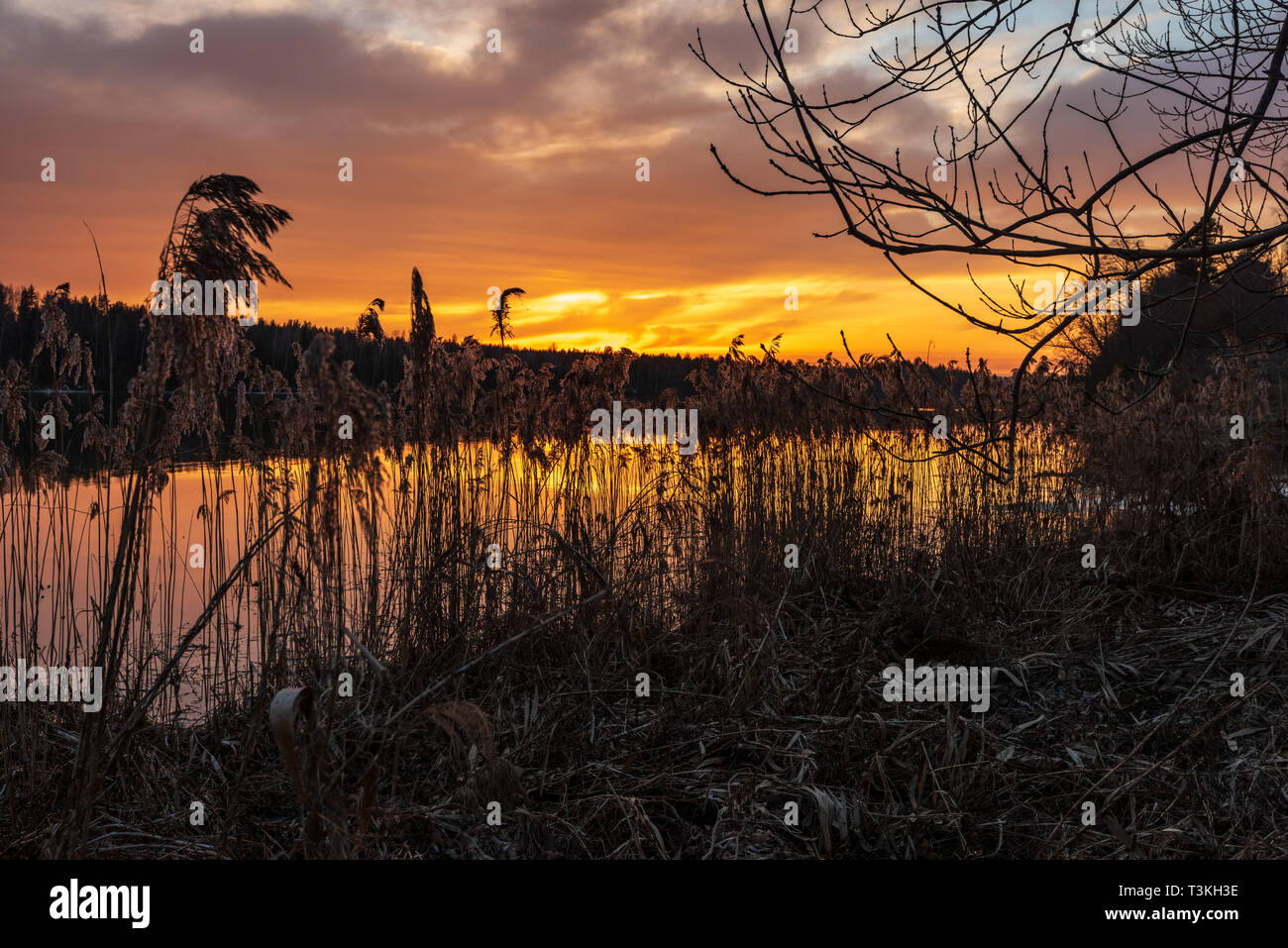 orange red sunset in winter in woods with calm water in river Stock ...