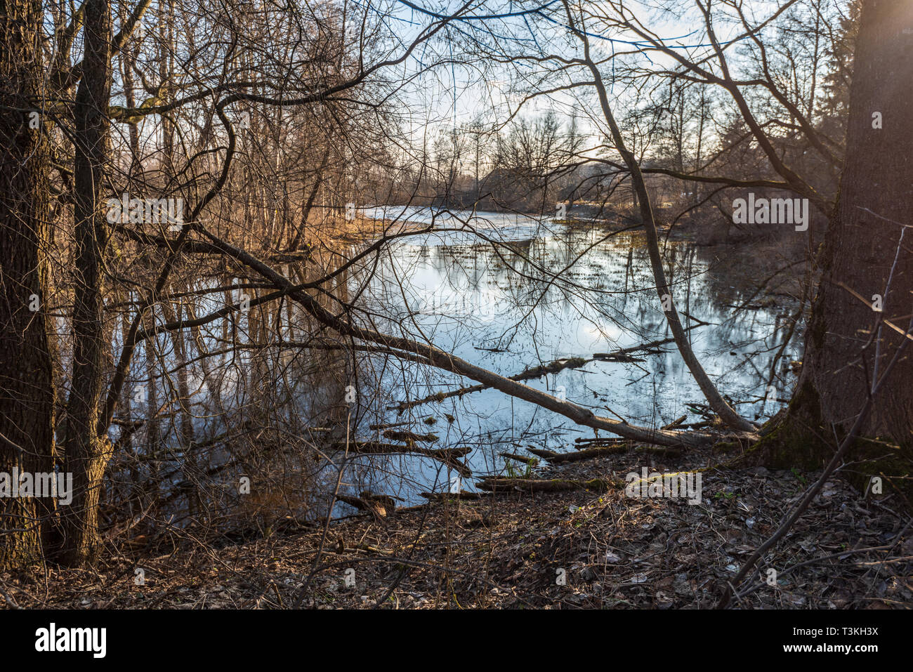 orange red sunset in winter in woods with calm water in river Stock ...