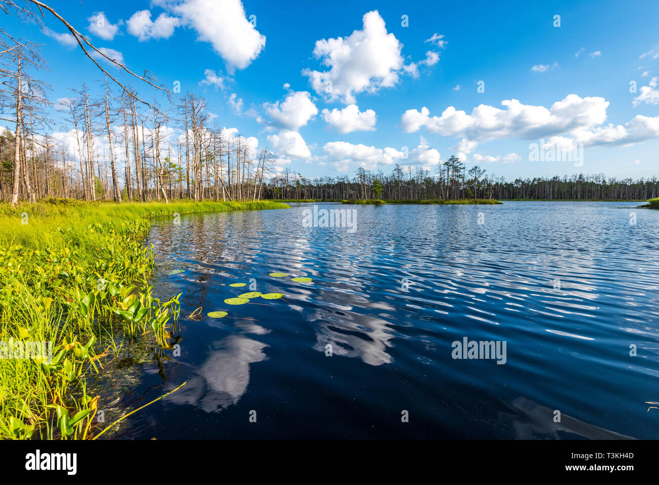 scenic forest lake in sunny summer day with green foliage and shadows ...