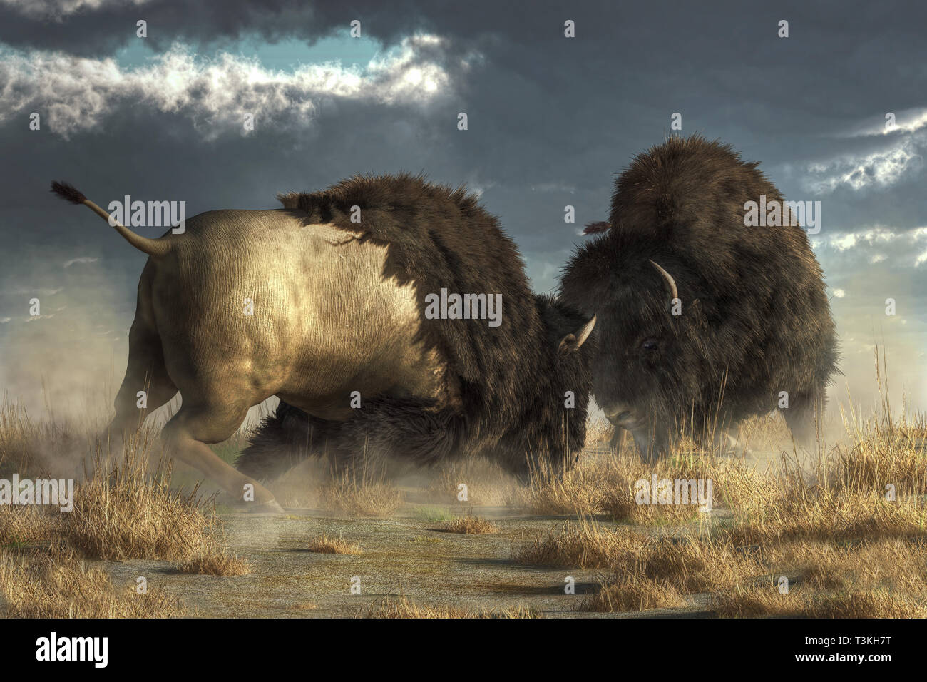 Two massive American buffalo go head to head, literally. The two great ...