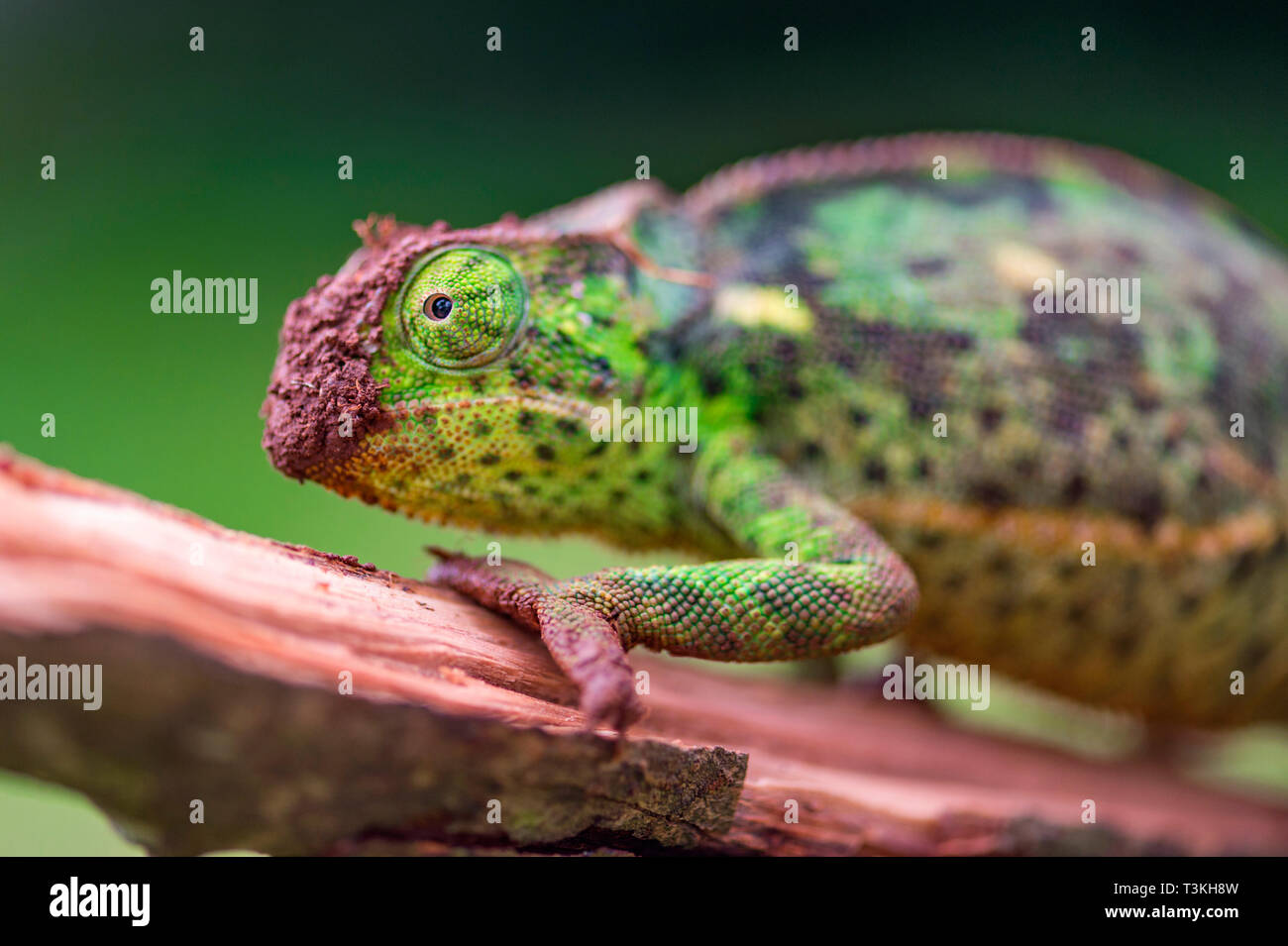 A Flap-necked Chameleon Chamaeleo dilepis seen in Zimbabwe Stock Photo ...