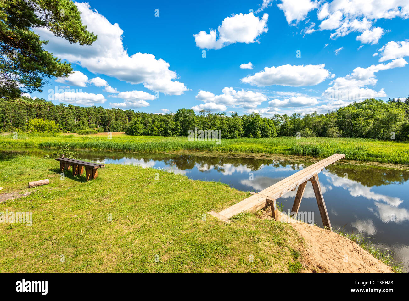 scenic forest lake in sunny summer day with green foliage and shadows ...