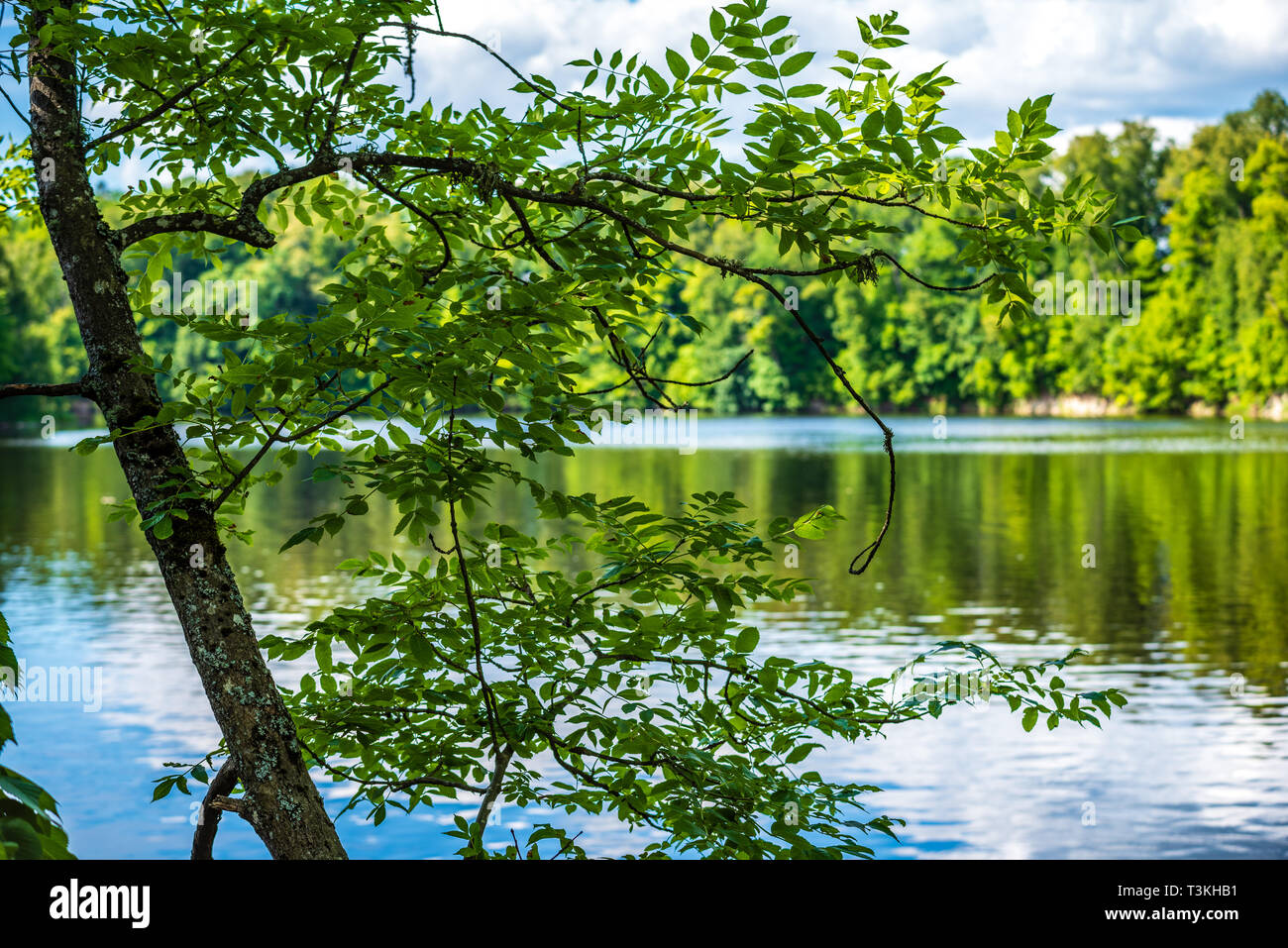 scenic forest lake in sunny summer day with green foliage and shadows ...