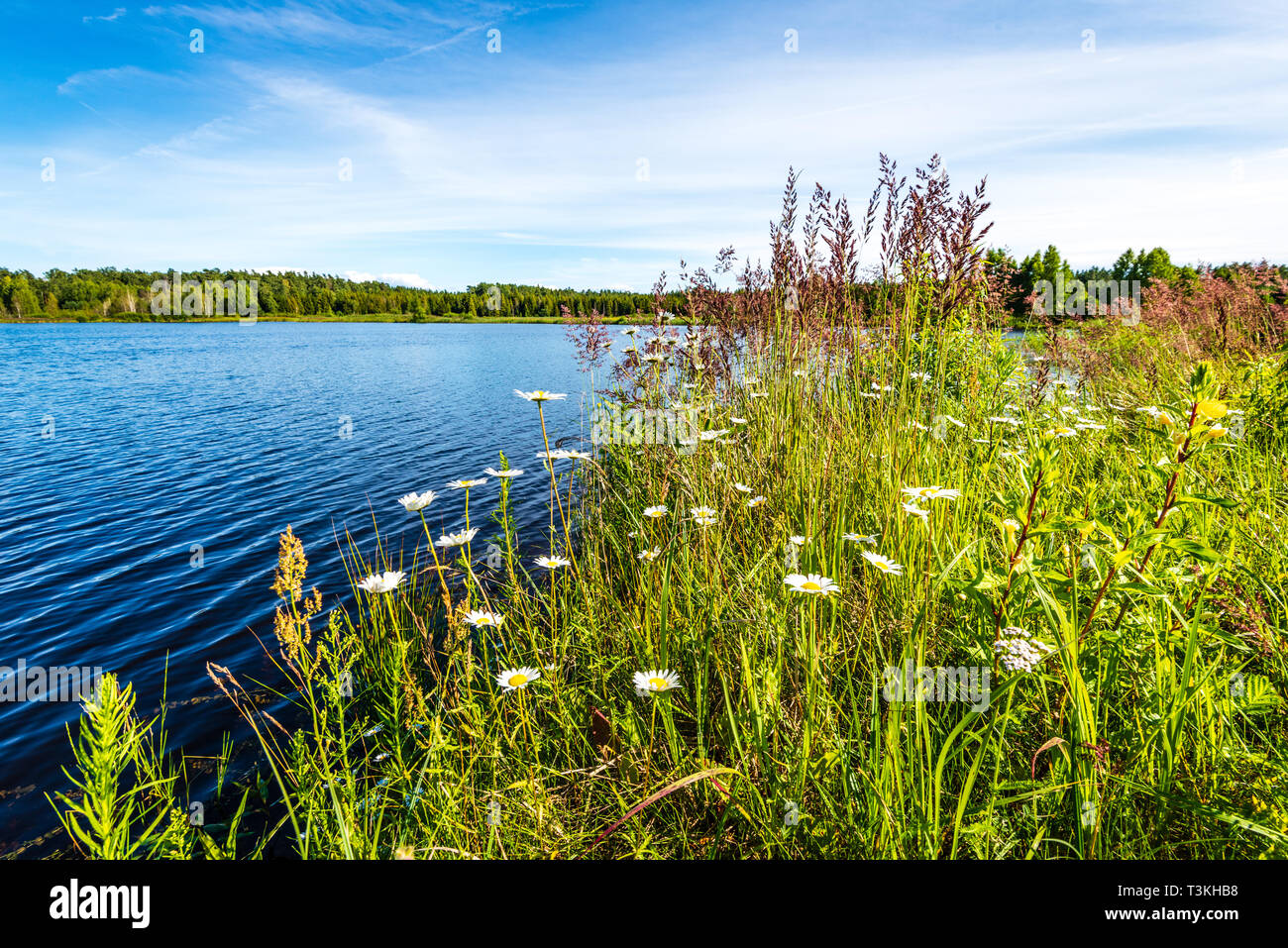 scenic forest lake in sunny summer day with green foliage and shadows ...