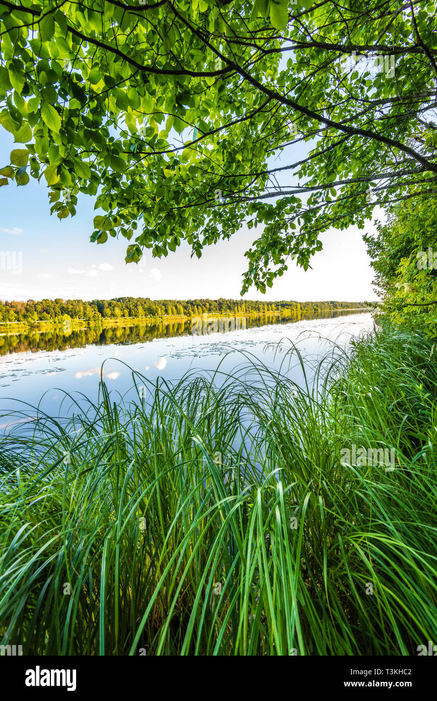 scenic forest lake in sunny summer day with green foliage and shadows ...