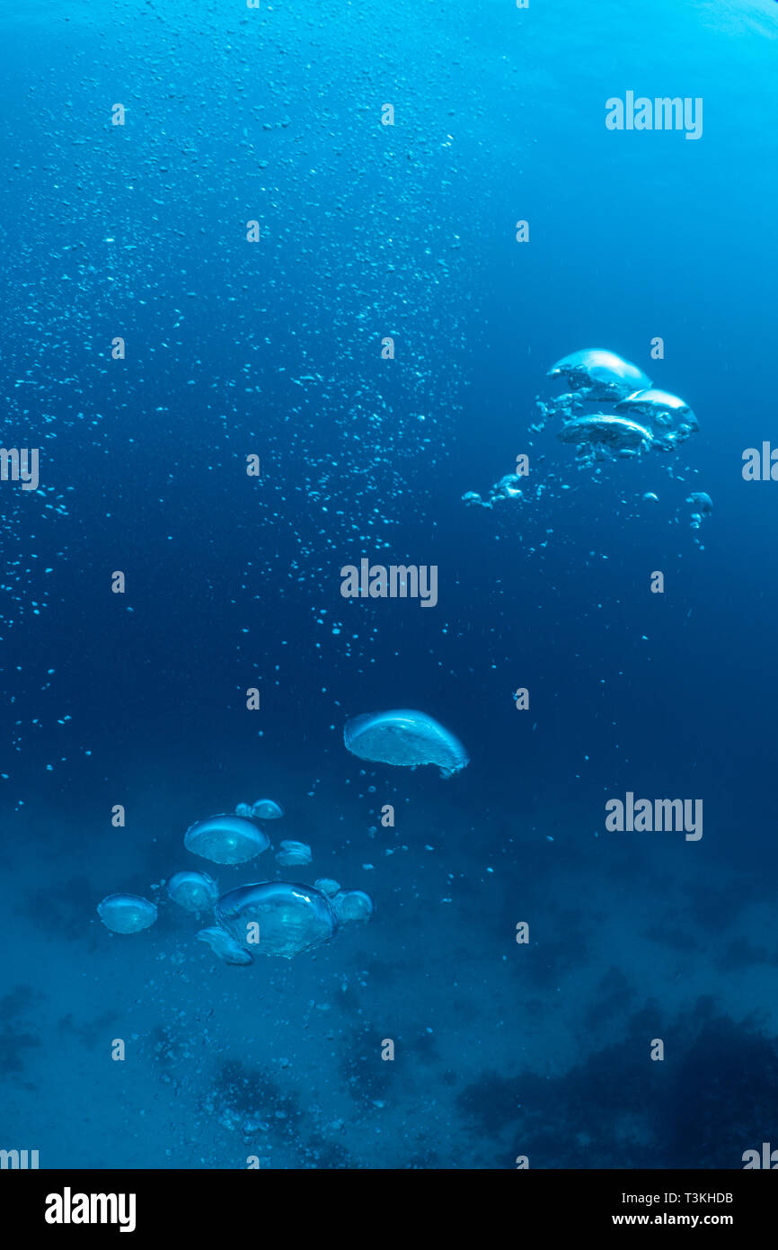 Bubbles from a Scuba diver rising to the surface Stock Photo - Alamy