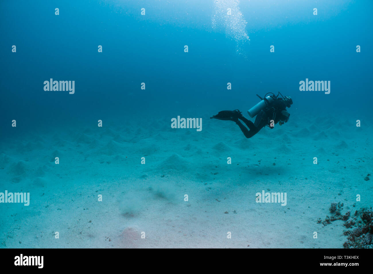 Scuba diver over a sandy bottom at a coral reef in the Red Sea, Egypt ...