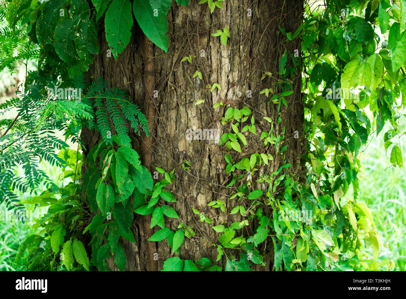 Tree trunk full of leaves and plants, tropical forest in Brazil Stock ...