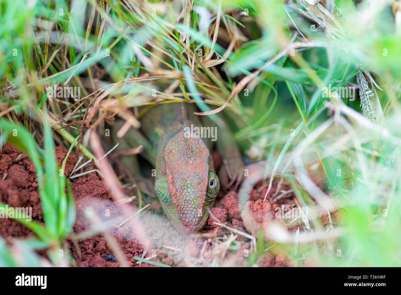 A breeding female flap Necked Chameleon Chamaeleo dilepis seen in ...