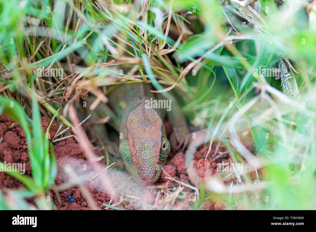 Chameleon laying eggs hi-res stock photography and images - Alamy