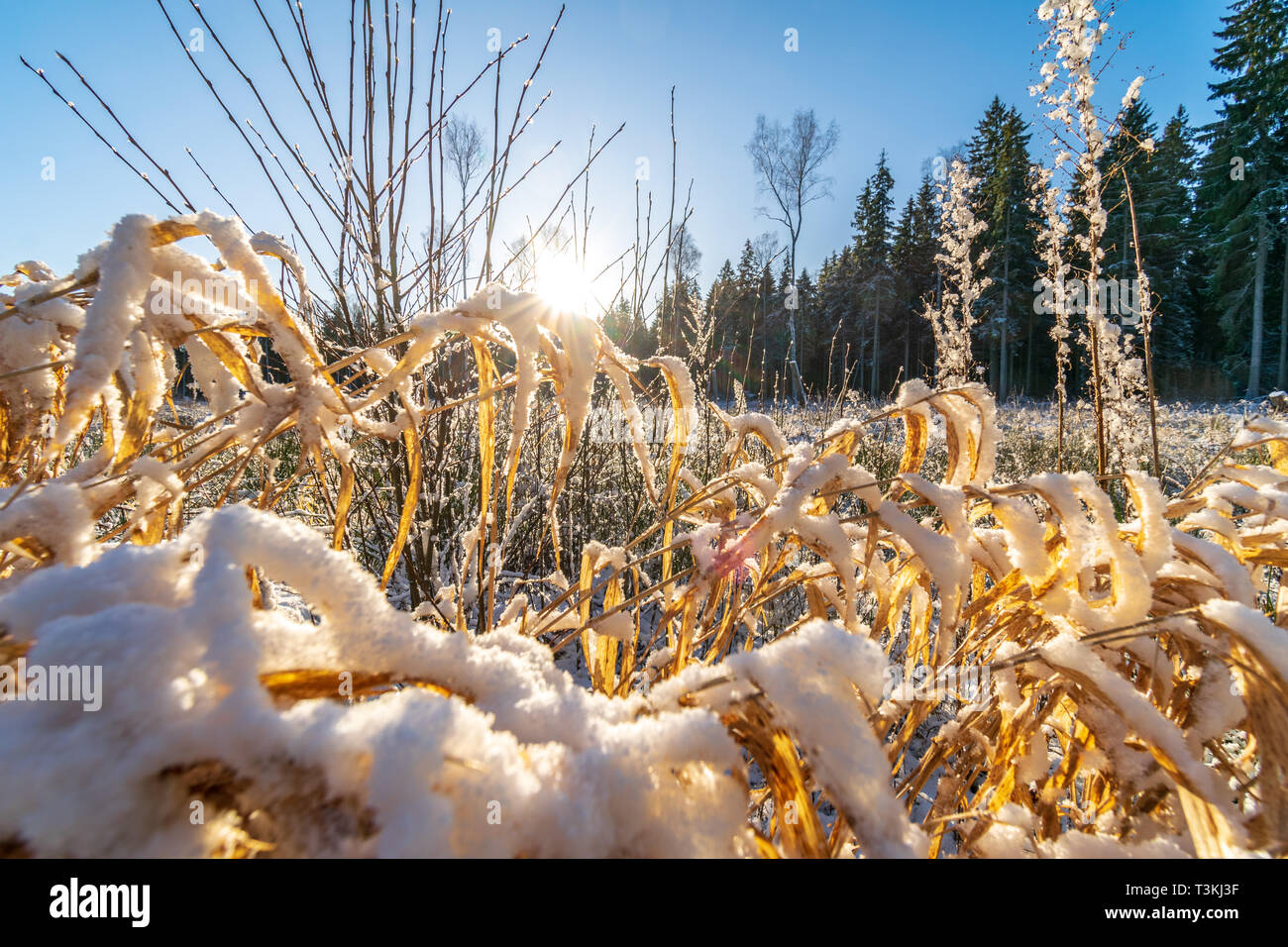 sunny day in forest in snowy winter time with blue sky and white ...