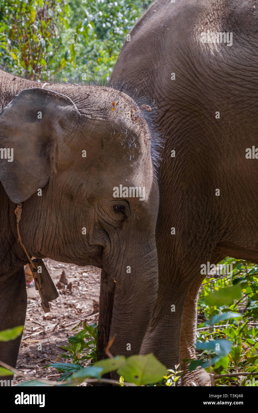 Group of asian elephants in the forest Stock Photo - Alamy