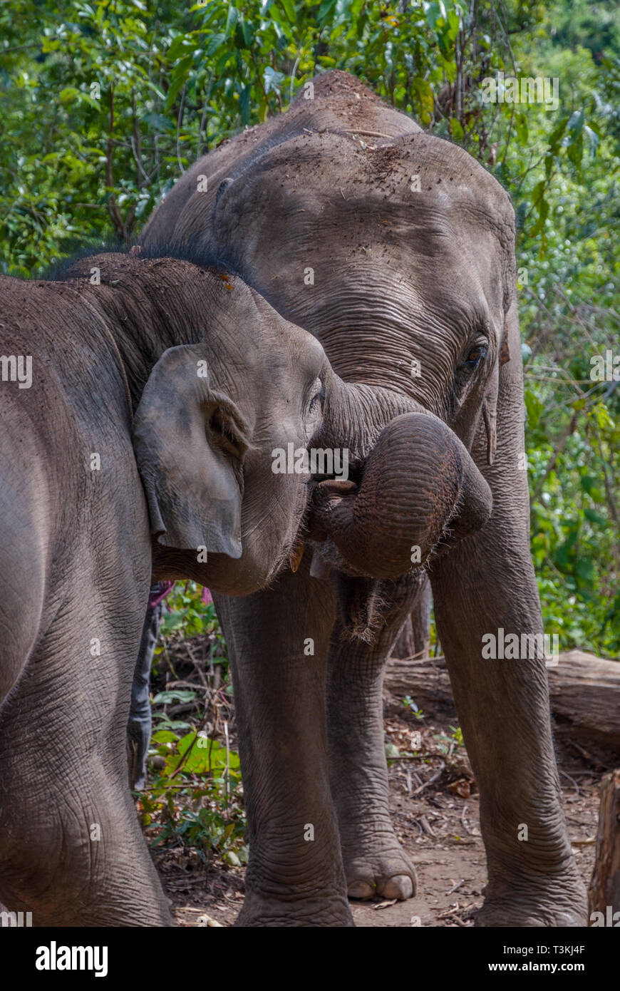 Group of asian elephants in the forest Stock Photo - Alamy