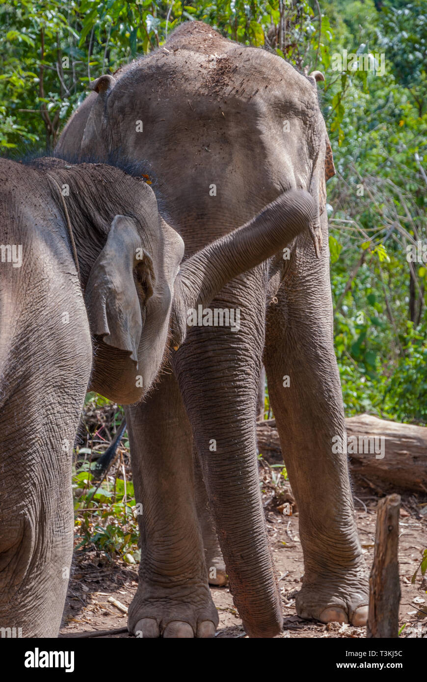 Group of asian elephants in the forest hi-res stock photography and ...