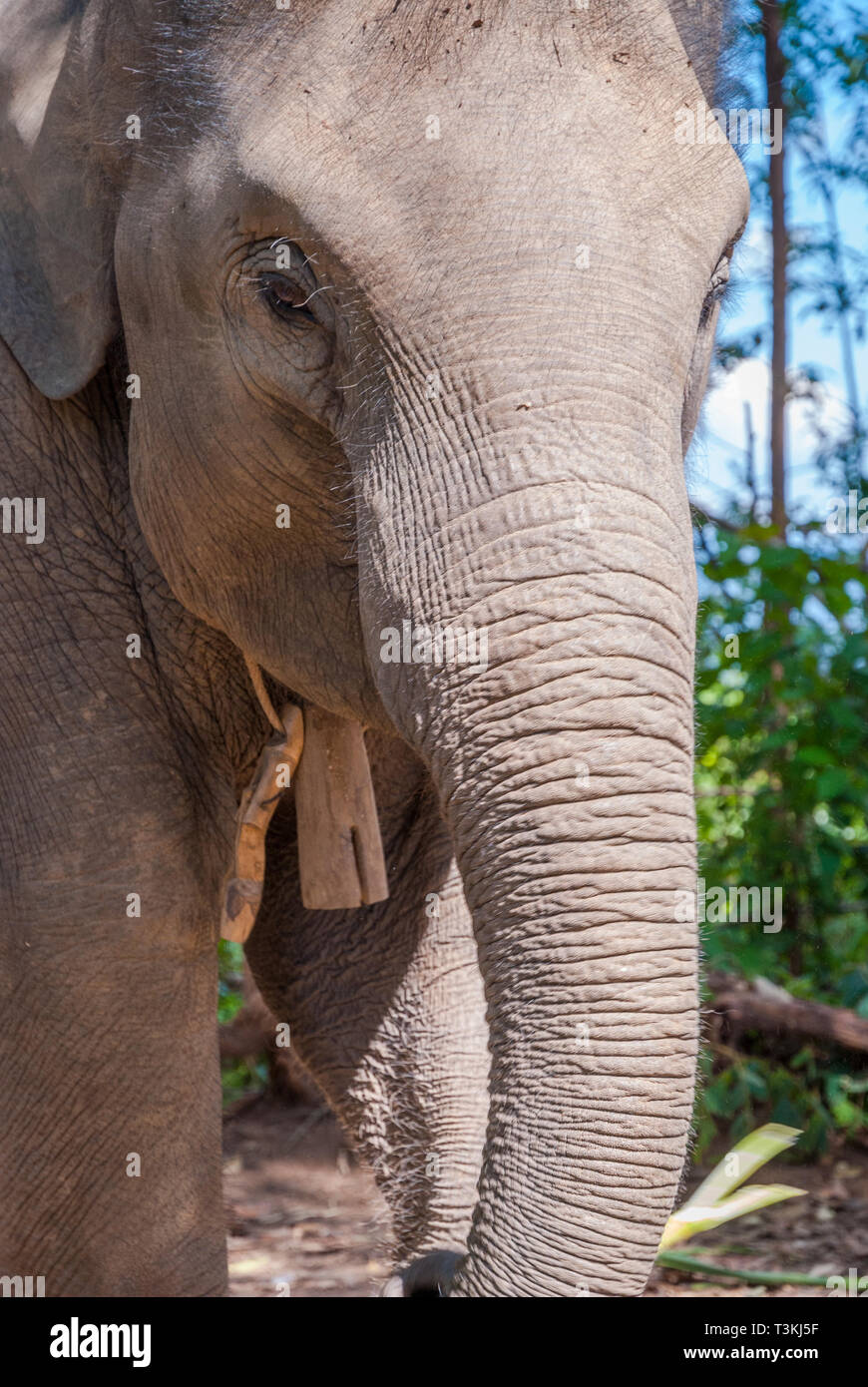 Group of asian elephants in the forest Stock Photo - Alamy