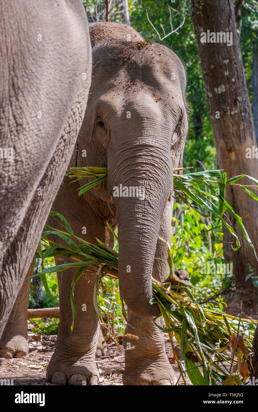 Group of asian elephants in the forest hi-res stock photography and ...