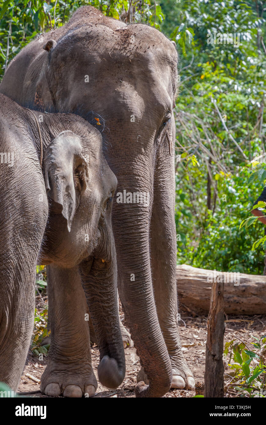 Group of asian elephants in the forest Stock Photo - Alamy