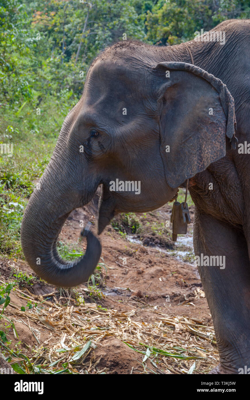 Adult female elephant eating plants in elephant sanctuary, Thailand ...