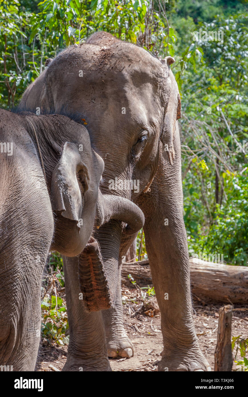 Group of asian elephants in the forest hi-res stock photography and ...