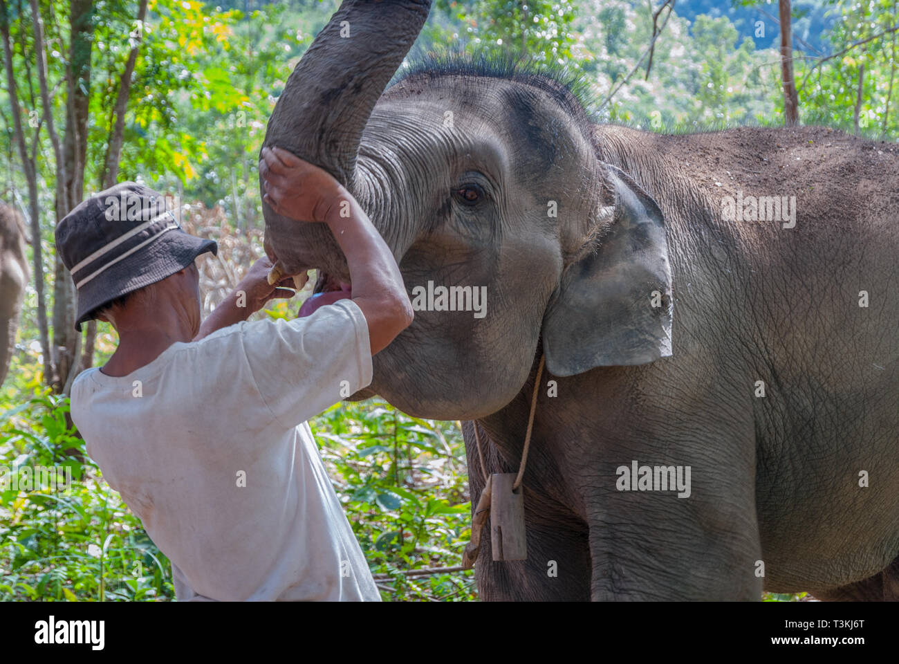 Elephant teeth hi-res stock photography and images - Alamy