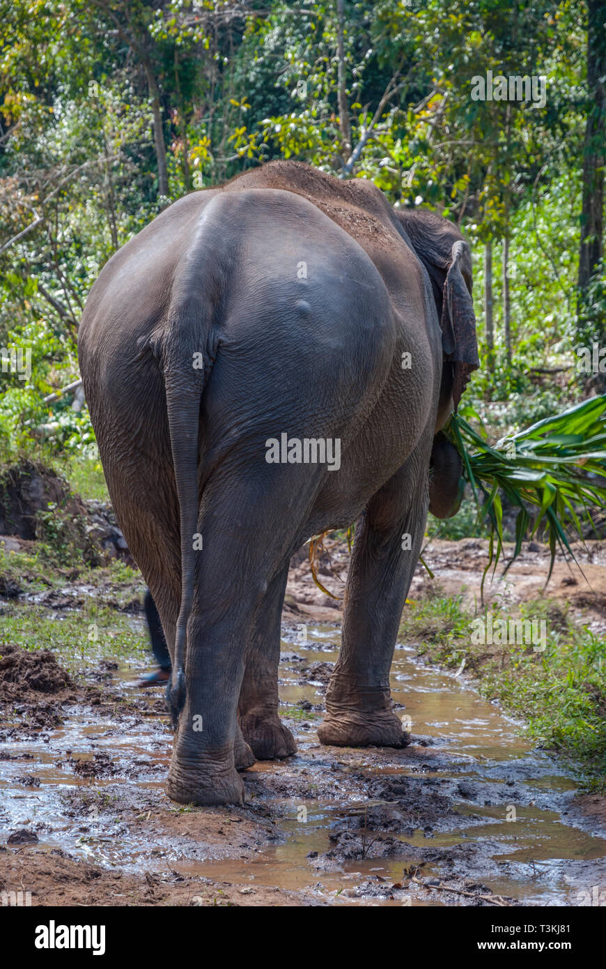 Adult elephant from the back, walking Stock Photo - Alamy