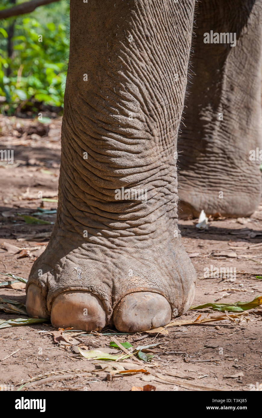 Elephant foot close up Stock Photo - Alamy