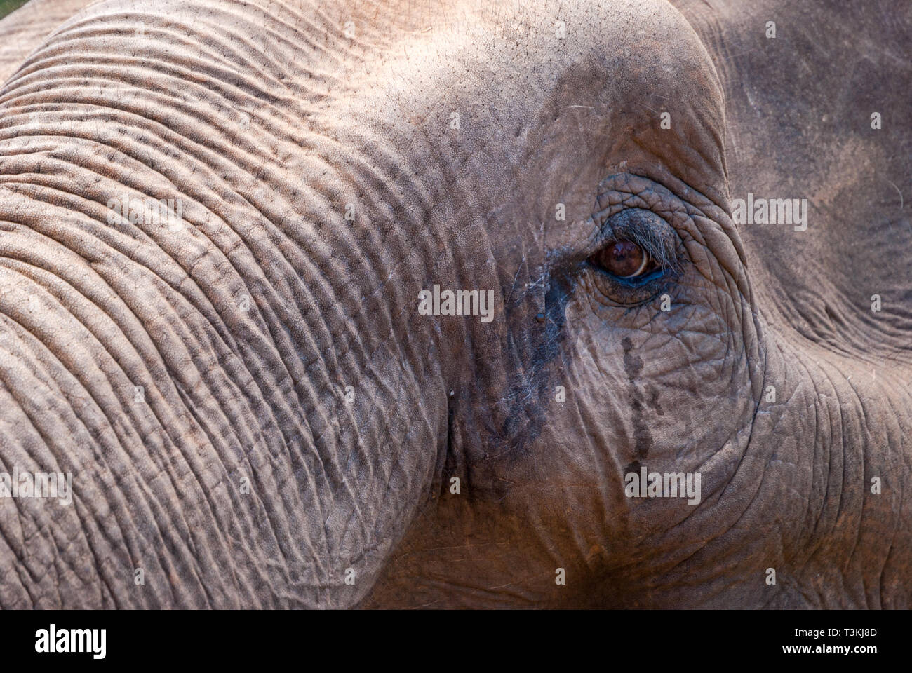 Eye of an elephant, close up Stock Photo - Alamy