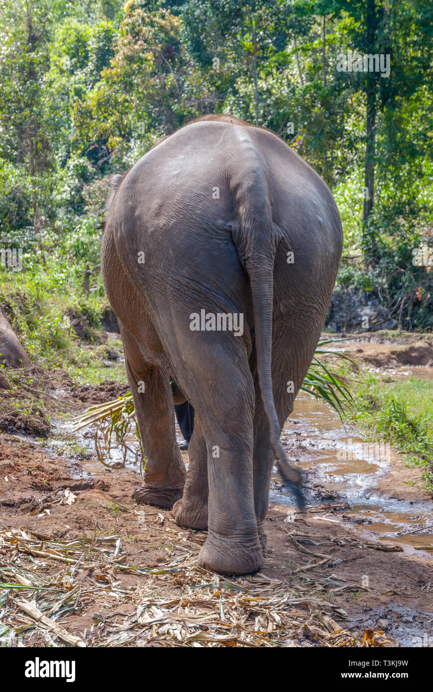Adult elephant from the back, walking Stock Photo - Alamy