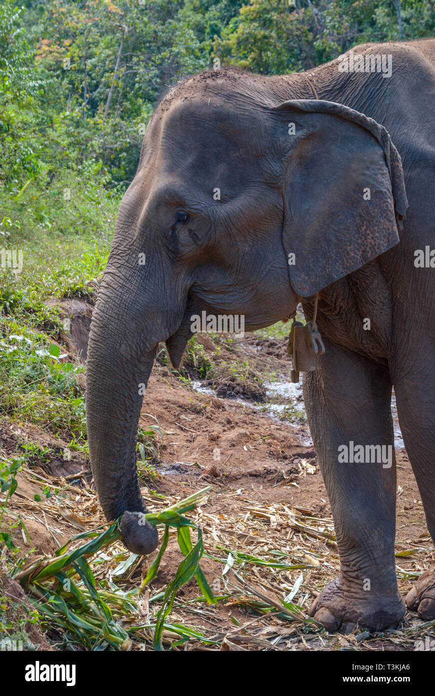 Adult female elephant eating plants in elephant sanctuary, Thailand ...
