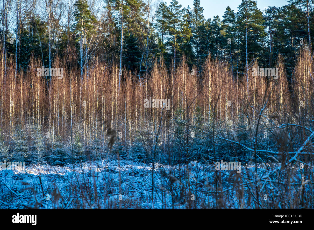 sunny day in forest in snowy winter time with blue sky and white ...