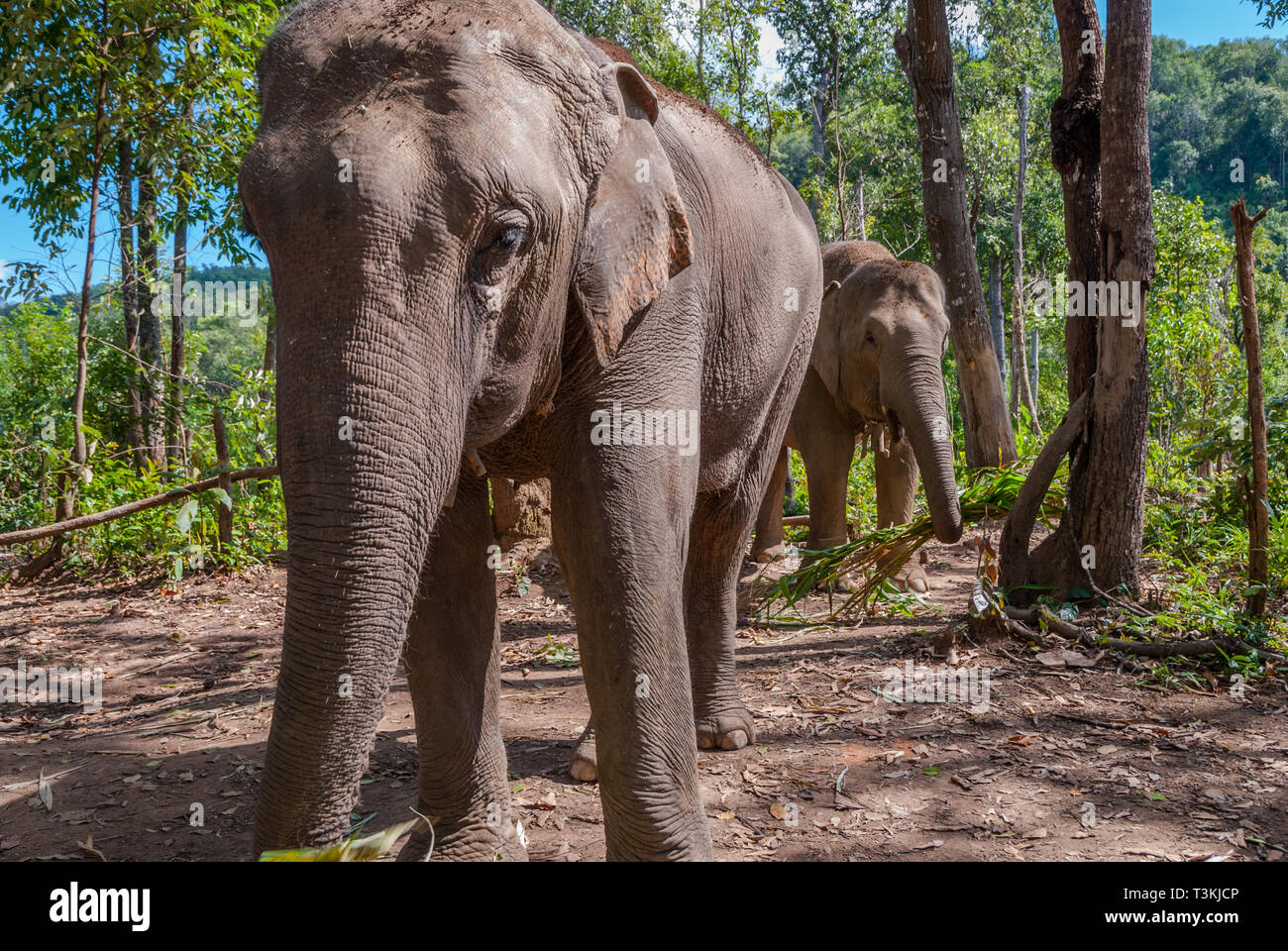 Group of asian elephants in the forest hi-res stock photography and ...