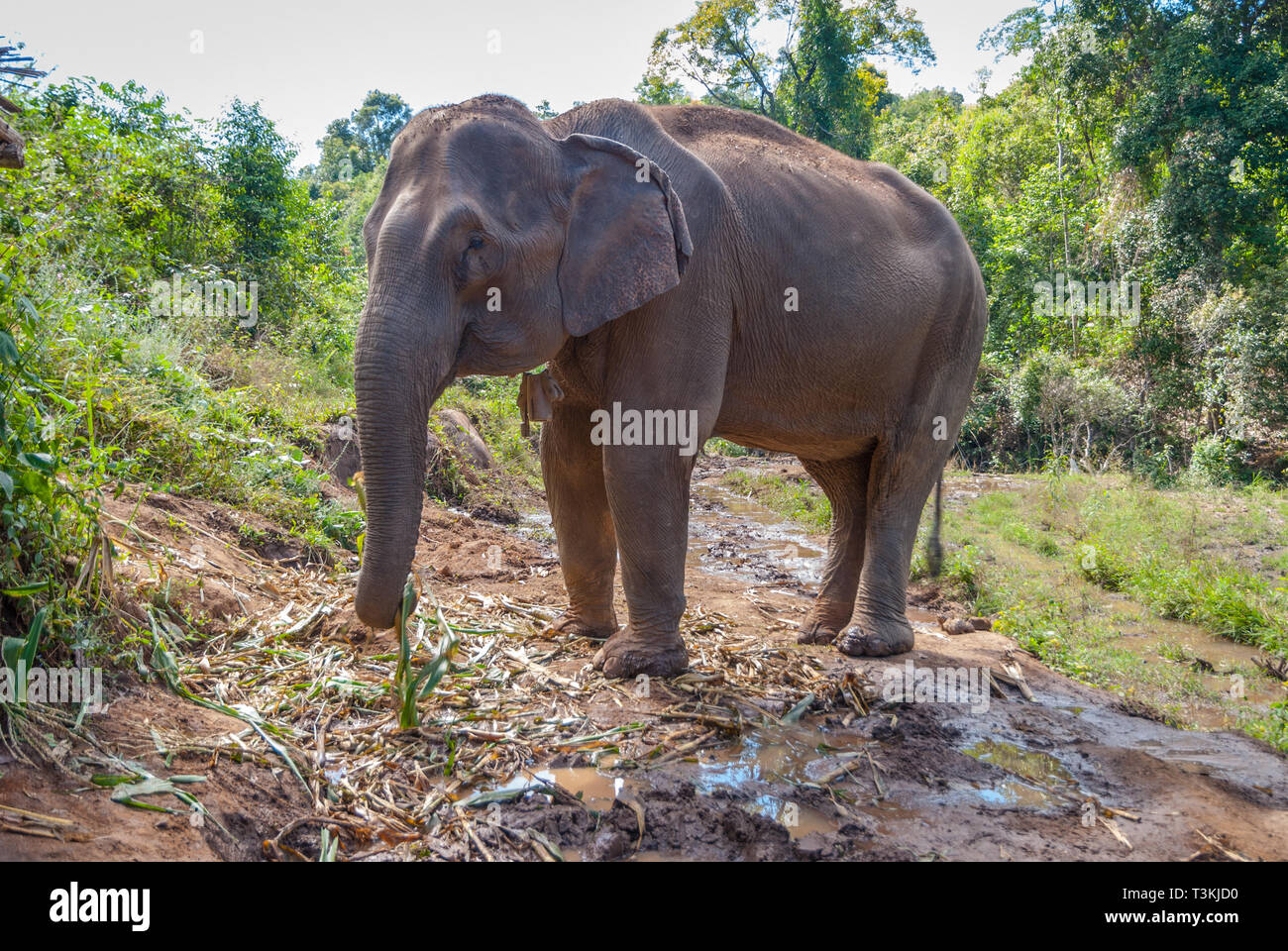 Adult female elephant eating plants in elephant sanctuary, Thailand ...