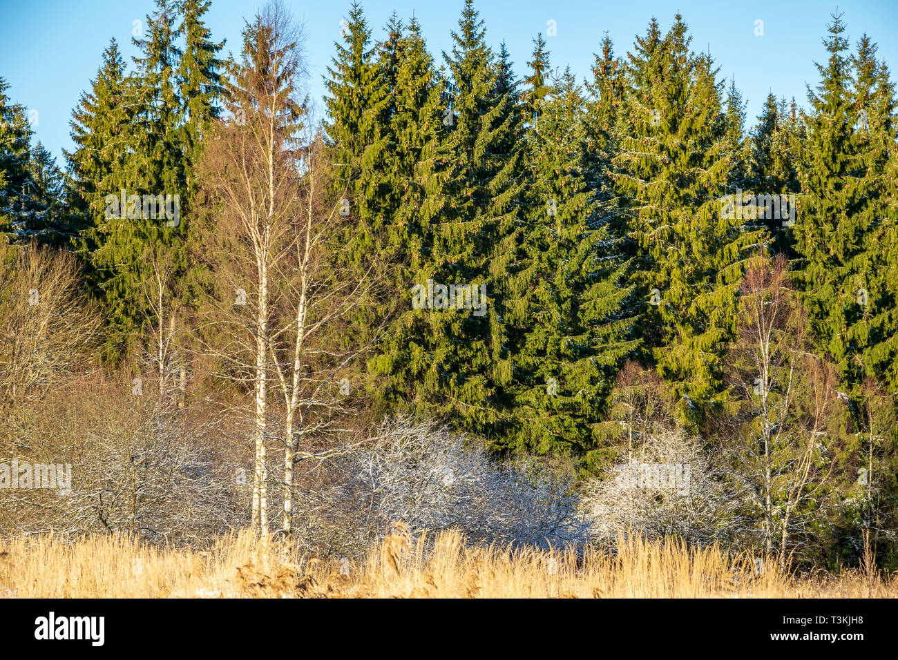 sunny day in forest in snowy winter time with blue sky and white ...