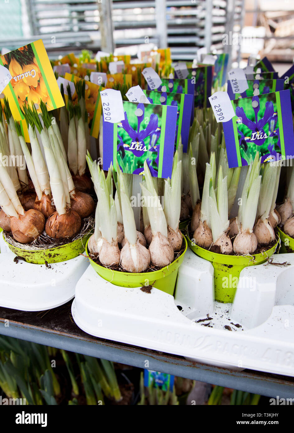 Spring flowers, including Iris, in the flower shop Stock Photo - Alamy