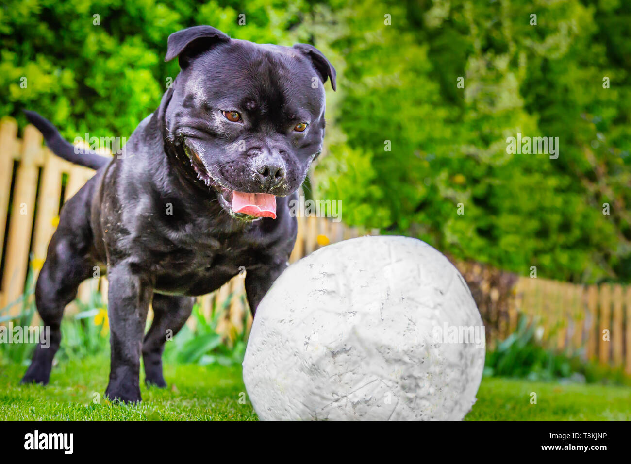 Happy Staffordshire Bull Terrier dog staring at a slightly deflated ...