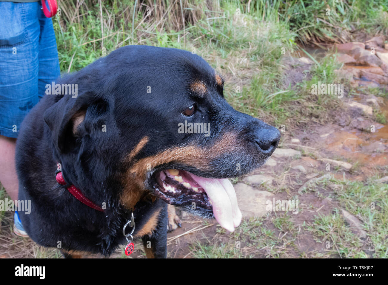 A portrait of an old male Rottweiler on a walk in the country Stock ...