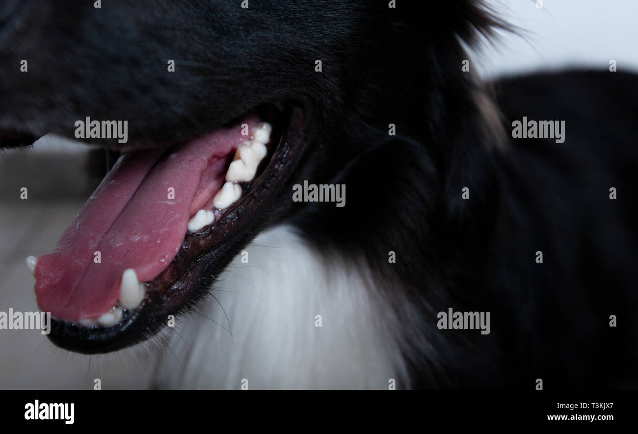 Healthy dogs teeth clouse up. Pet Dental hygiene concept. Open mouth of ...