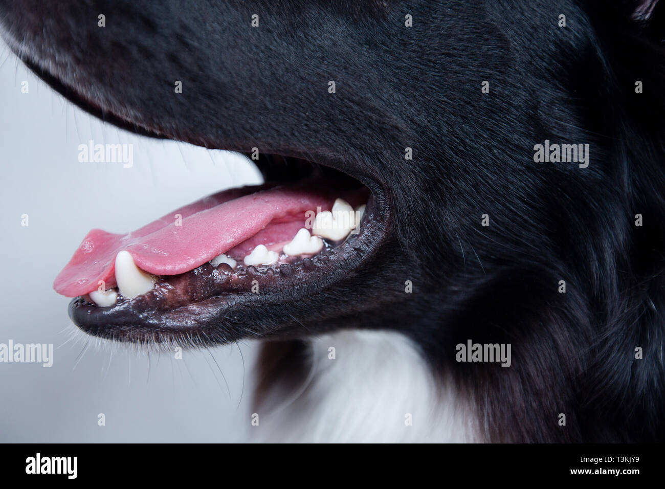 Healthy dogs teeth clouse up. Pet Dental hygiene concept. Open mouth of ...