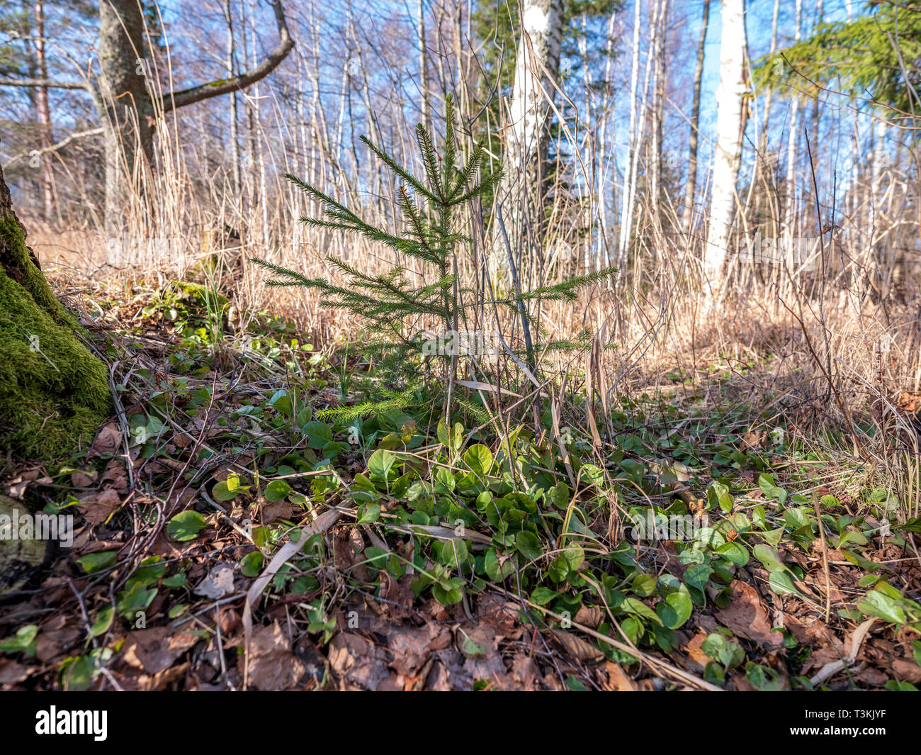 young spruce tree in spring day on blur background. sunny Stock Photo ...