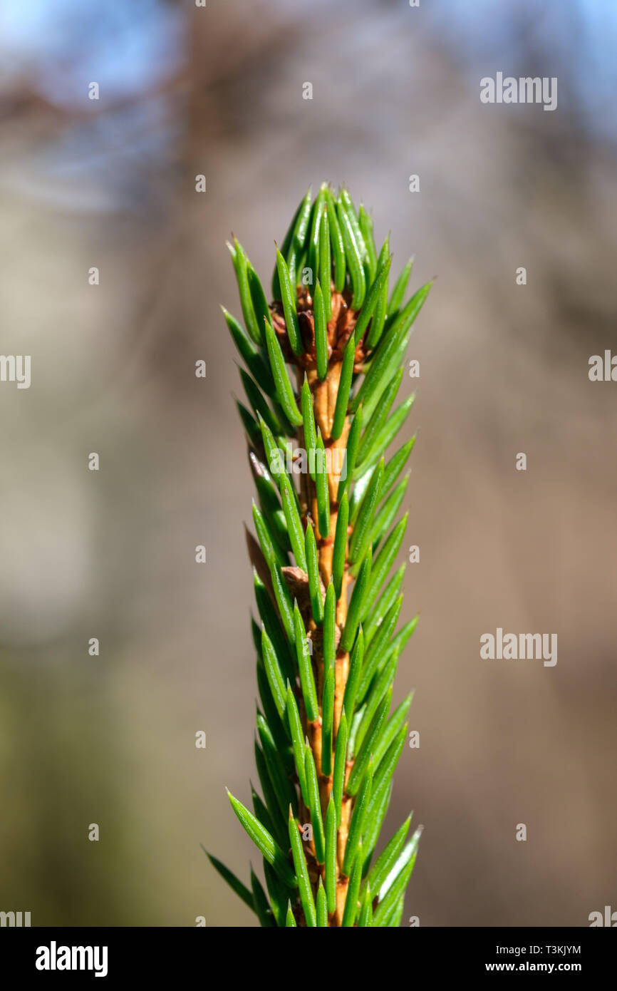 young spruce tree in spring day on blur background. sunny Stock Photo ...